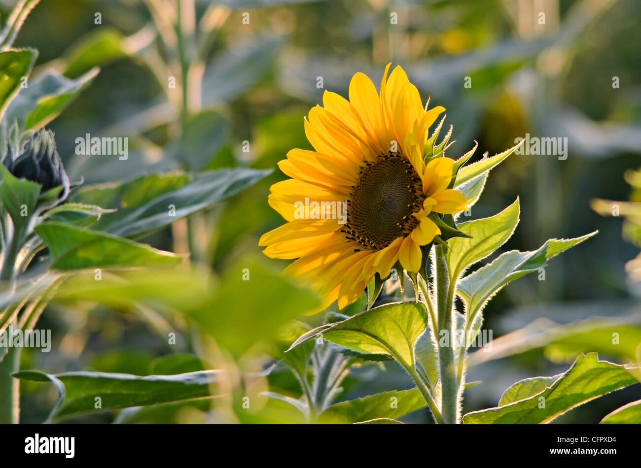 One back lighted Sunflower in sunflowers field Stock Photo - Alamy