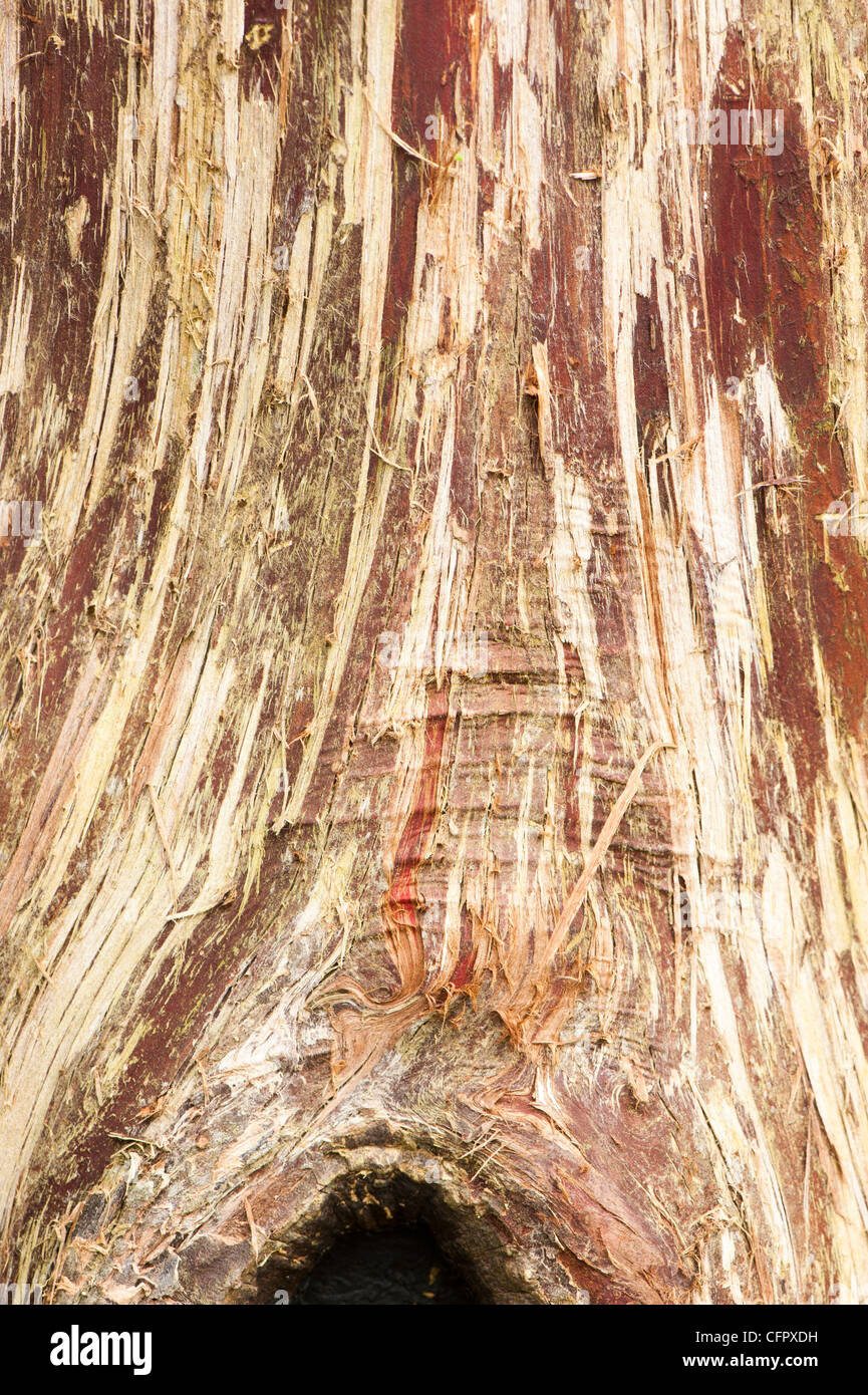 Trunk arbor hi-res stock photography and images - Alamy