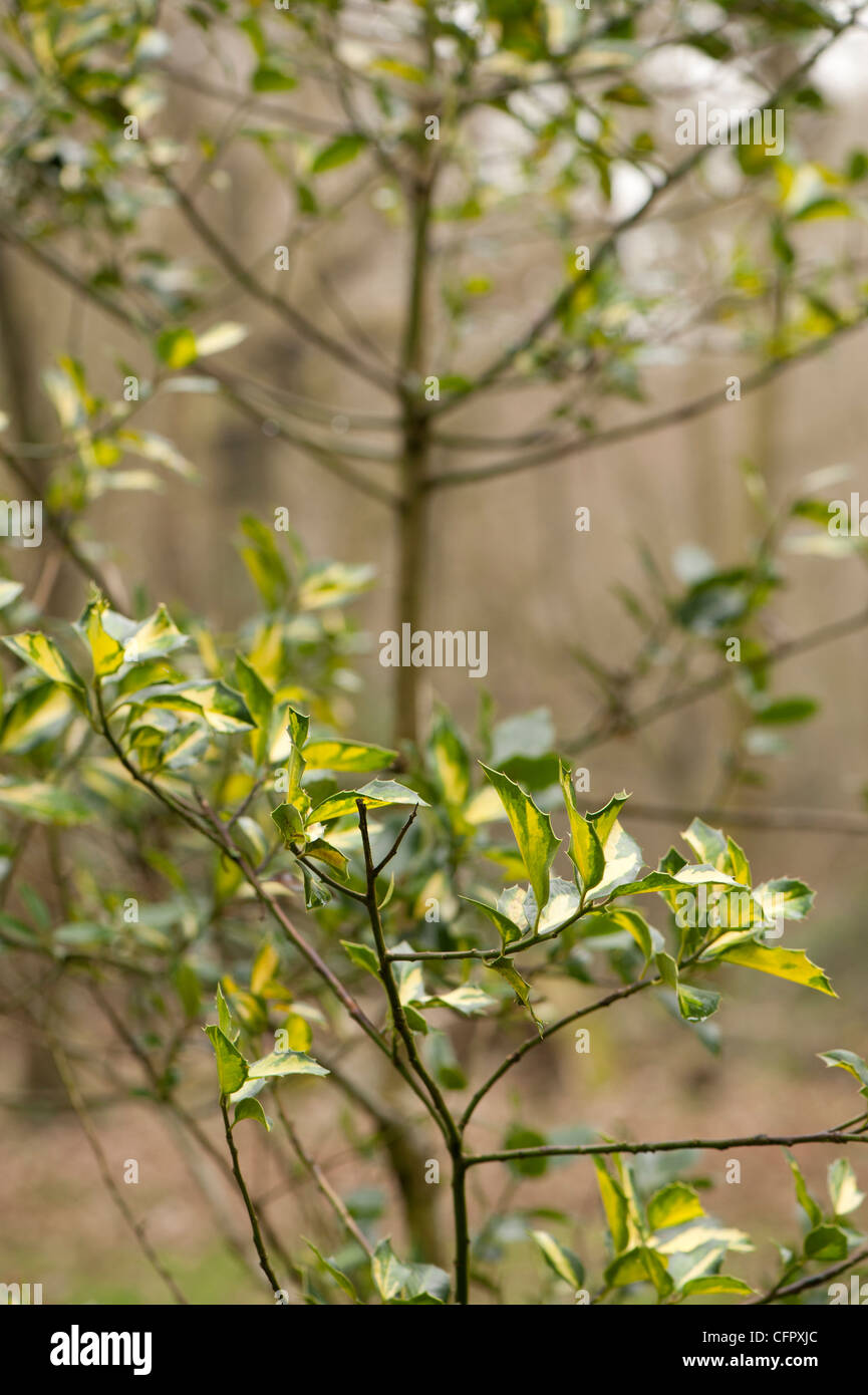 Variegated holly ilex aquifolium hi-res stock photography and images ...
