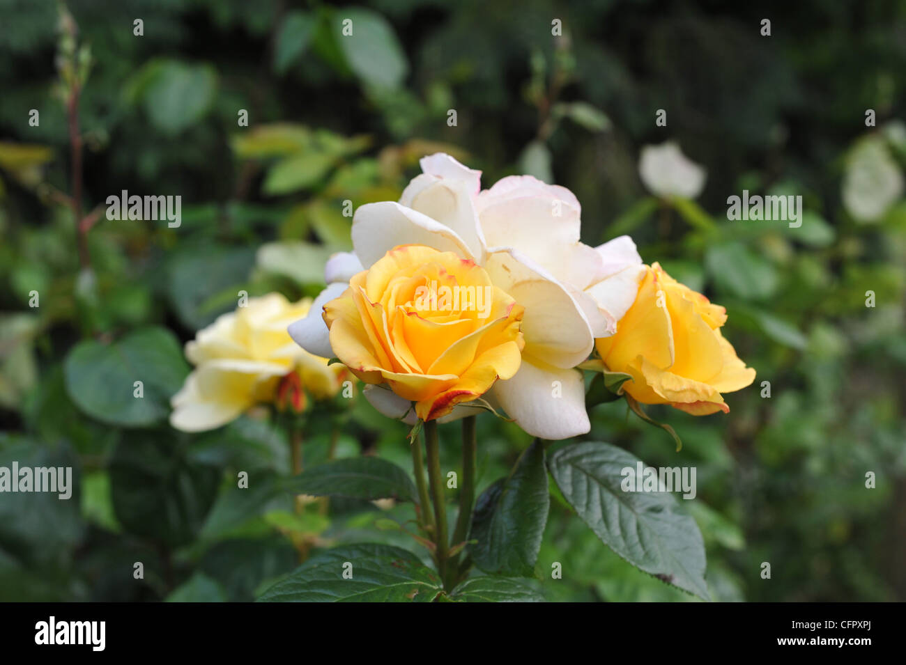 Wild yellow roses hi-res stock photography and images - Alamy