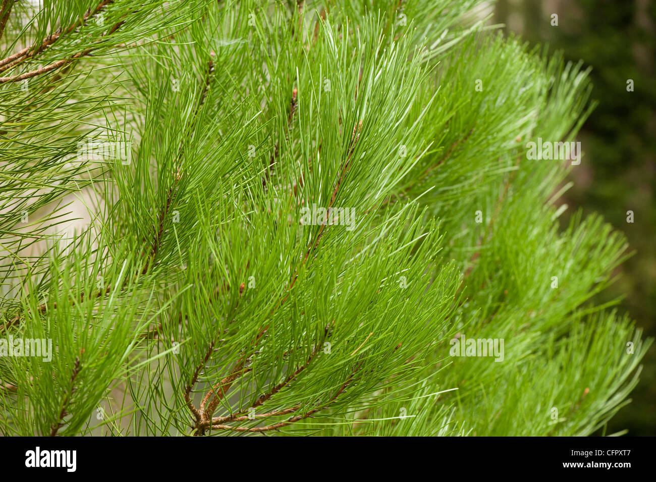 Young Pinus pinaster, Maritime Pine, tree Stock Photo - Alamy
