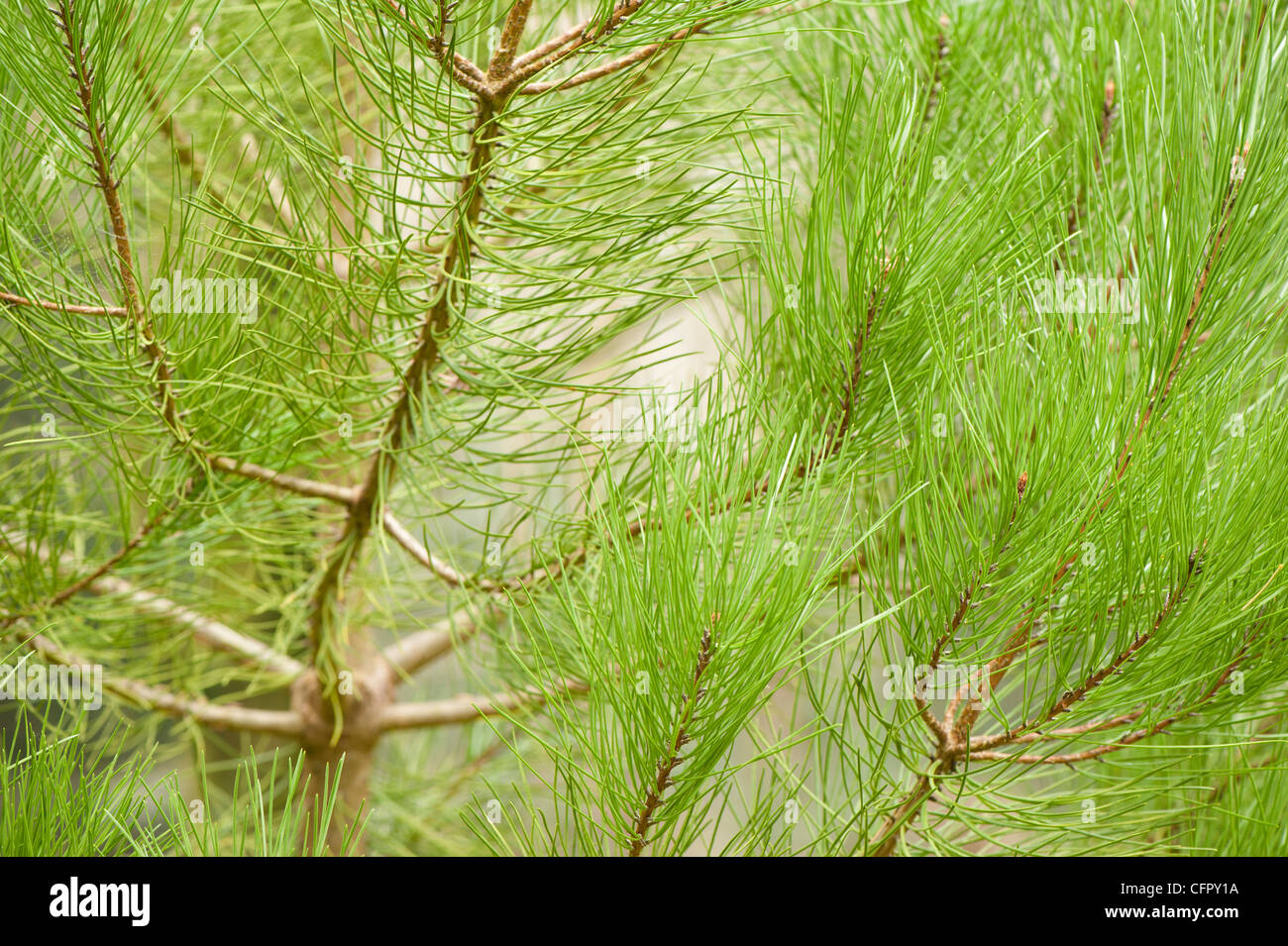 Young Pinus pinaster, Maritime Pine, tree Stock Photo - Alamy