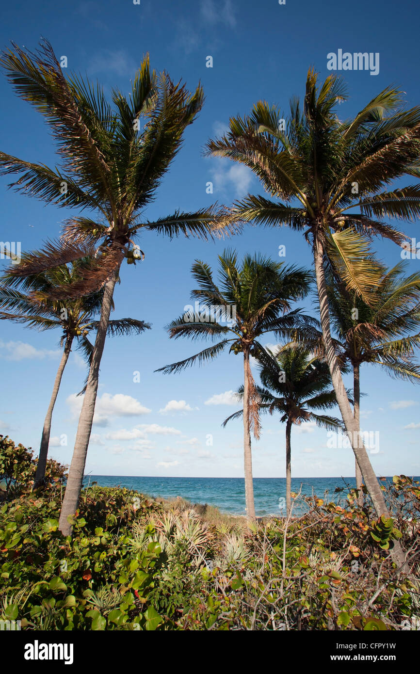 Palm Trees on Fort Lauderdale Beach - Fort Lauderdale, Florida USA ...