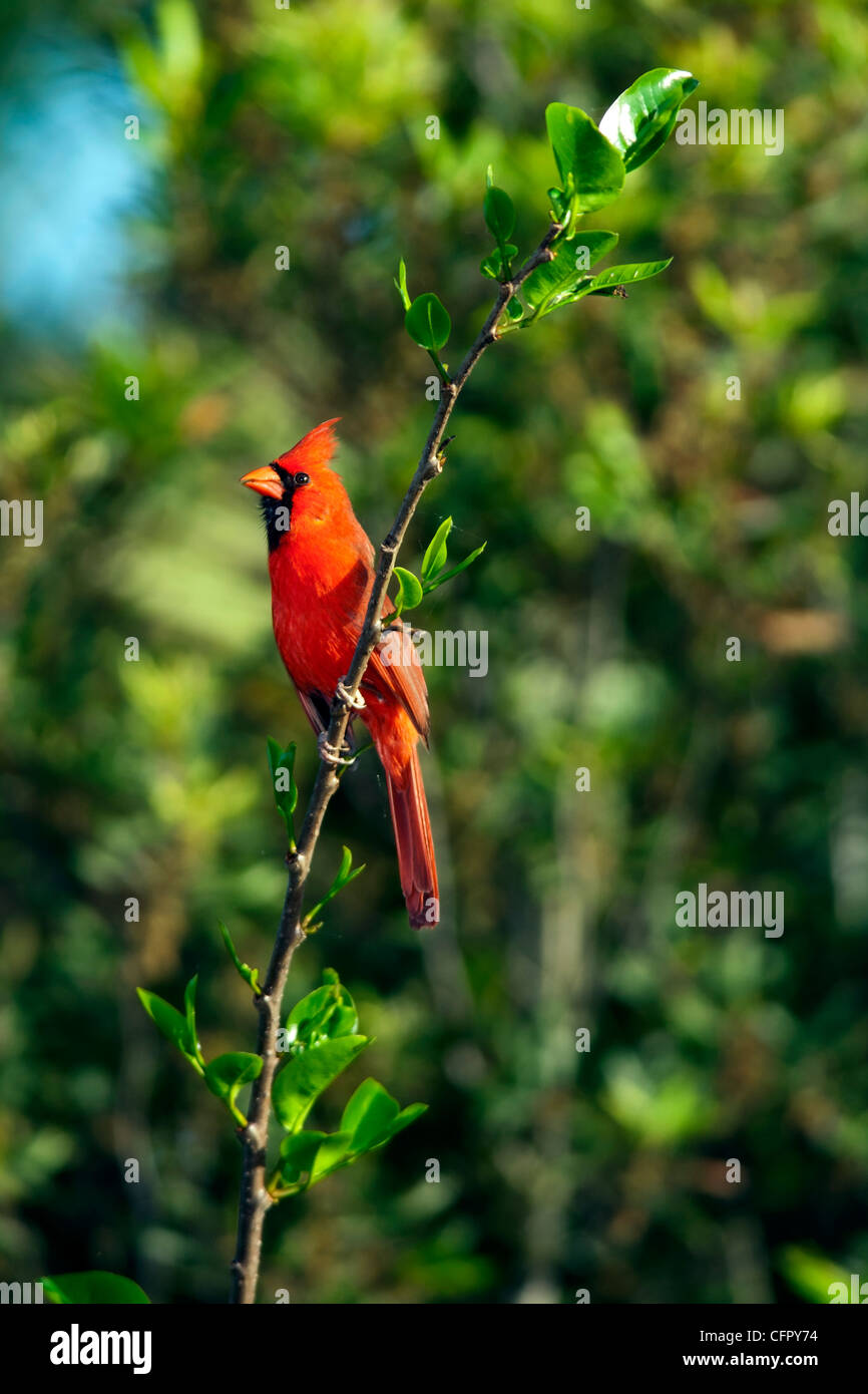 Northern Cardinal Stock Photos & Northern Cardinal Stock Images - Alamy