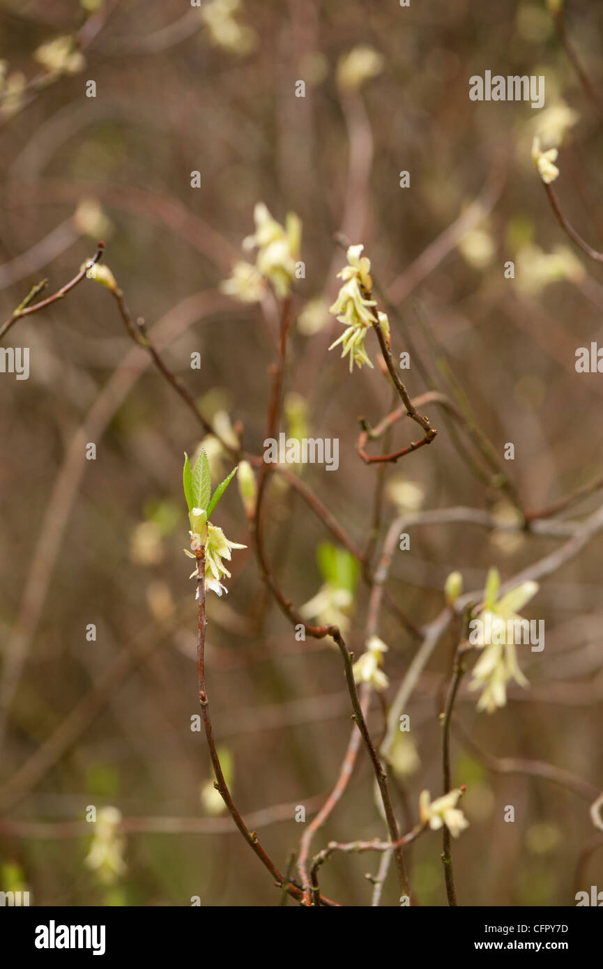 Osmaronia cerasiformis or Oemleria cerasiformis, Indian Plum or Oso ...