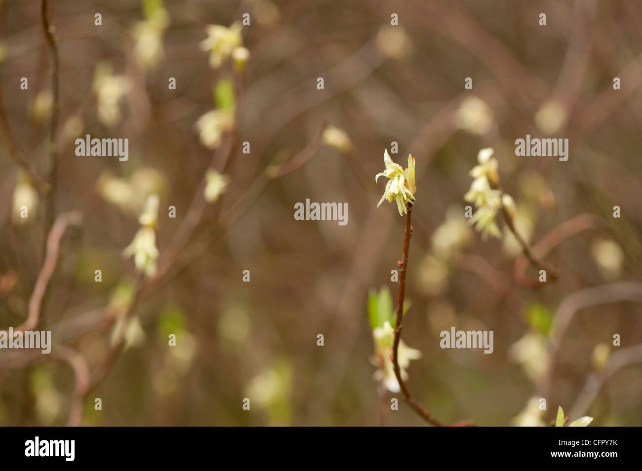 Osmaronia cerasiformis or Oemleria cerasiformis, Indian Plum or Oso ...