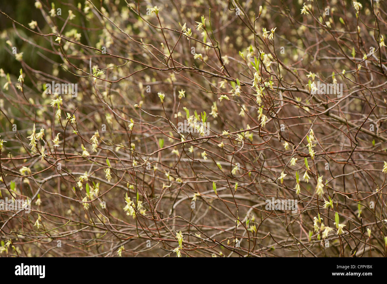 Osmaronia cerasiformis or Oemleria cerasiformis, Indian Plum or Oso ...