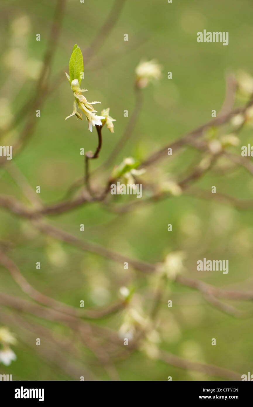Indian plum High Resolution Stock Photography and Images - Alamy