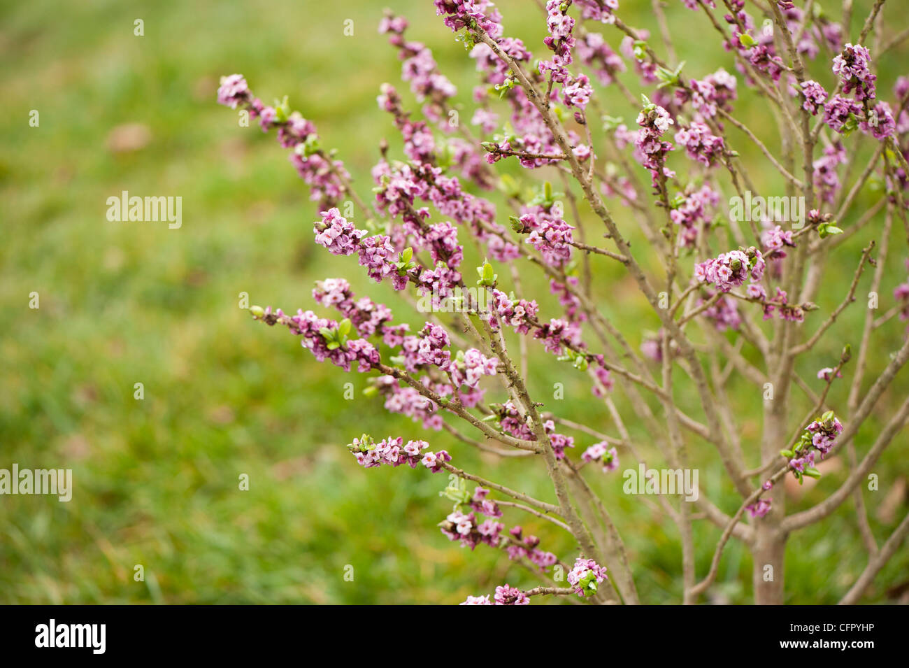 Daphne mezereum, Mezereon, in flower Stock Photo - Alamy