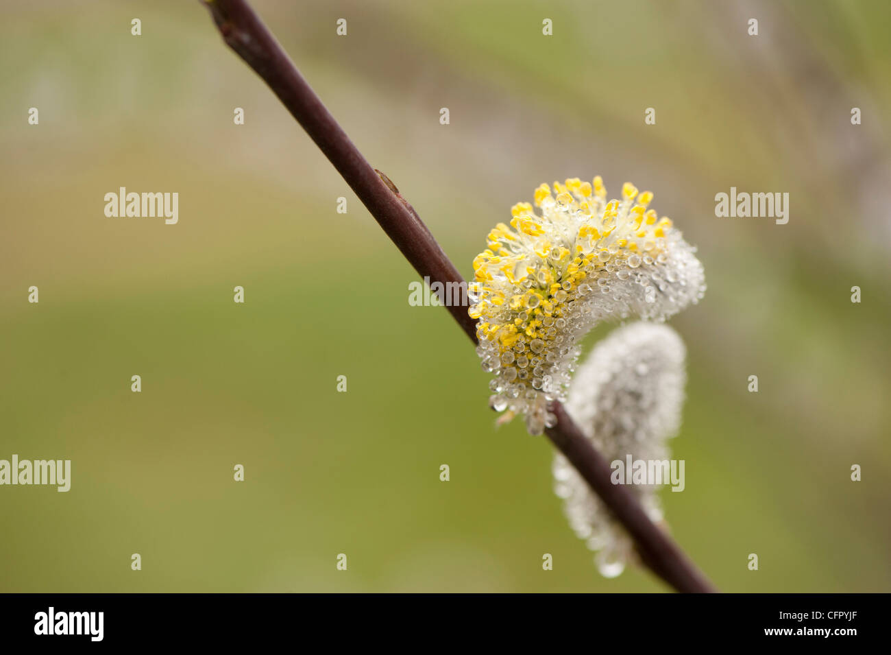 Salix daphnoides 'Wynter Bloom', Violet Willow Stock Photo - Alamy