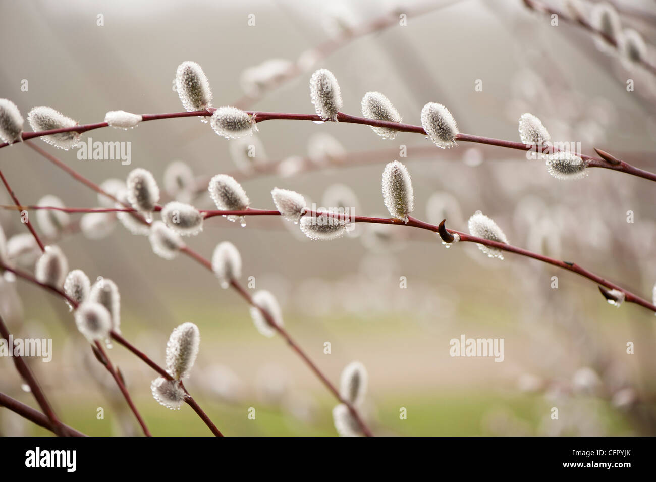 Salix daphnoides 'Wynter Bloom', Violet Willow Stock Photo - Alamy