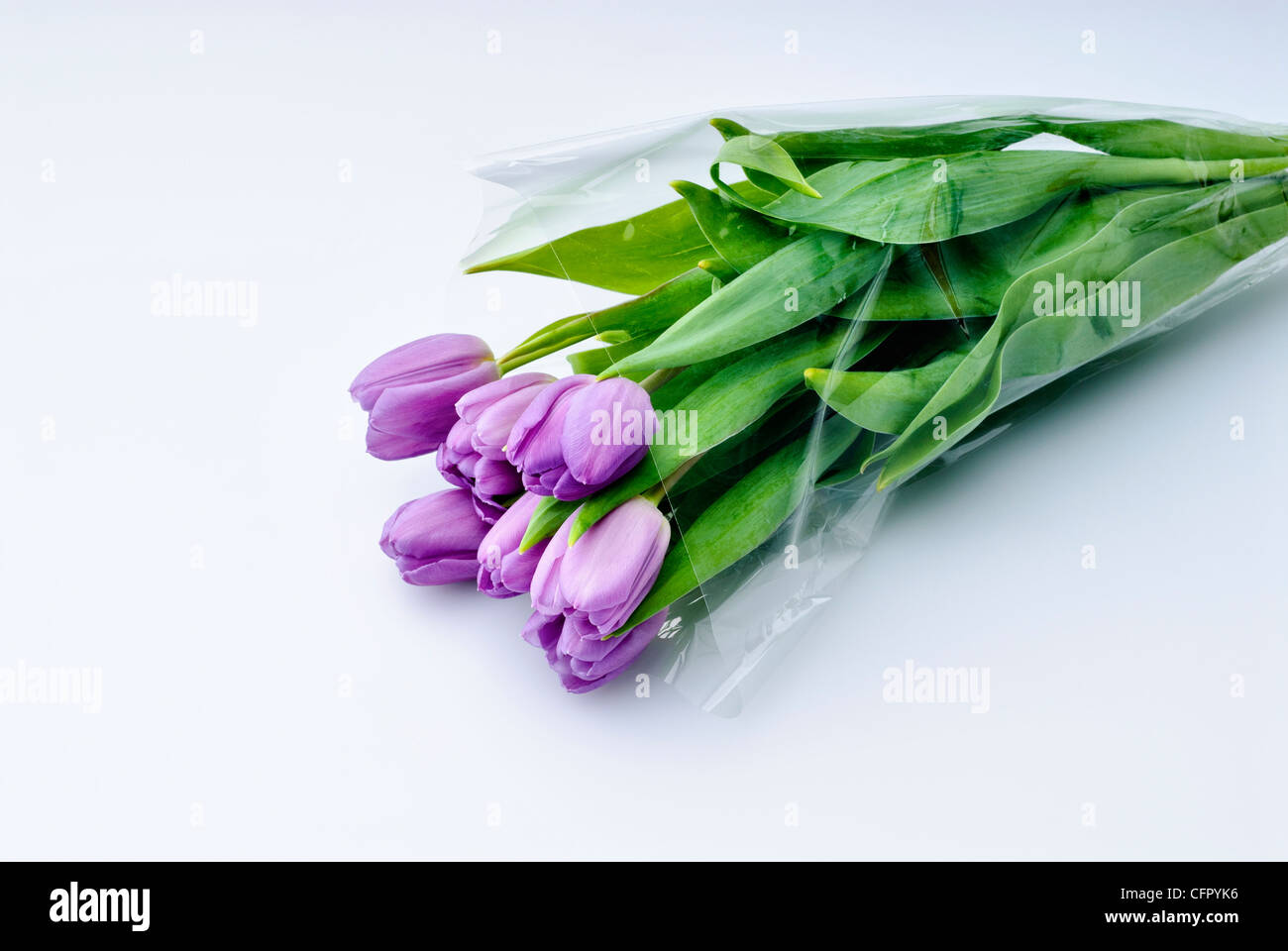 Tulips pink bouquet wrapped in clear cellophane Stock Photo - Alamy