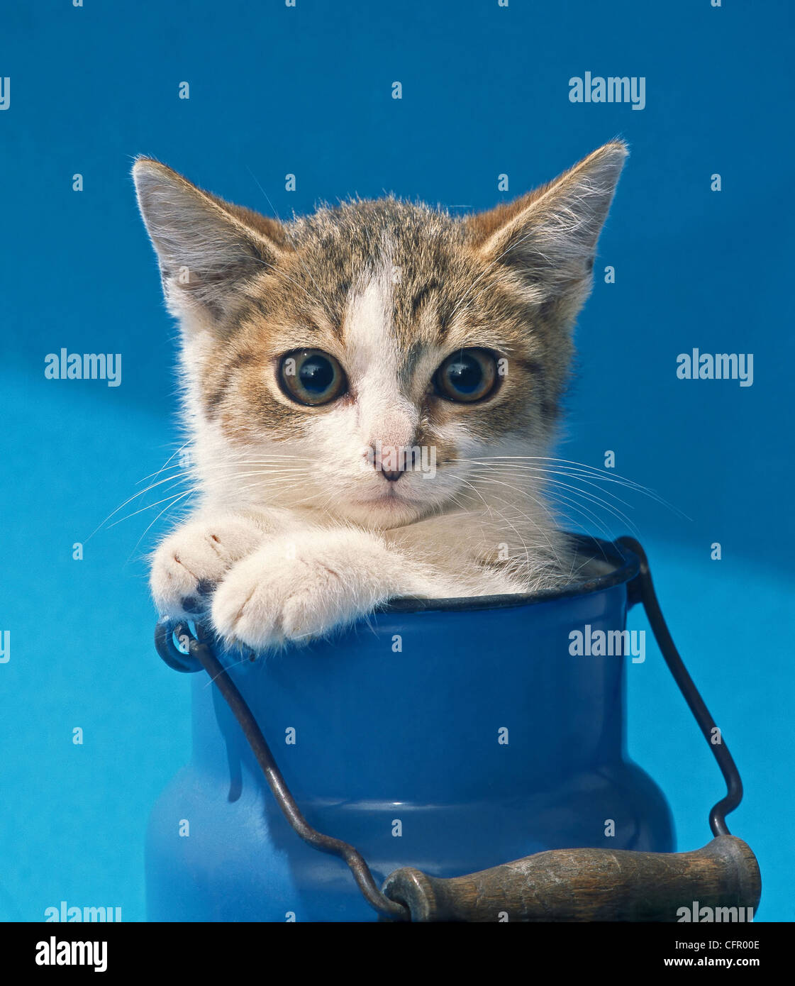 kitten sitting in blue milk can Stock Photo - Alamy