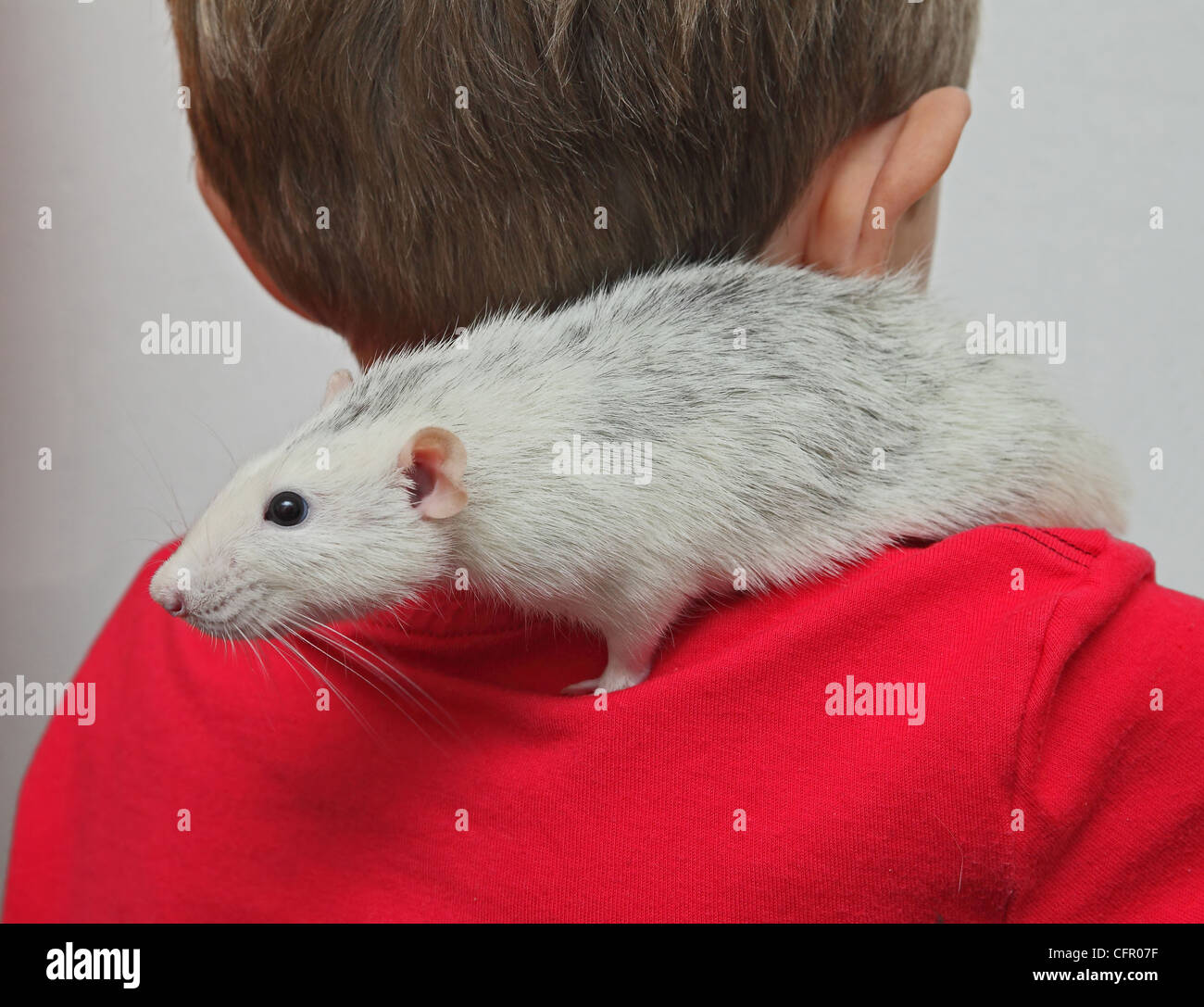 a boy with a home rat at the shoulder Stock Photo - Alamy