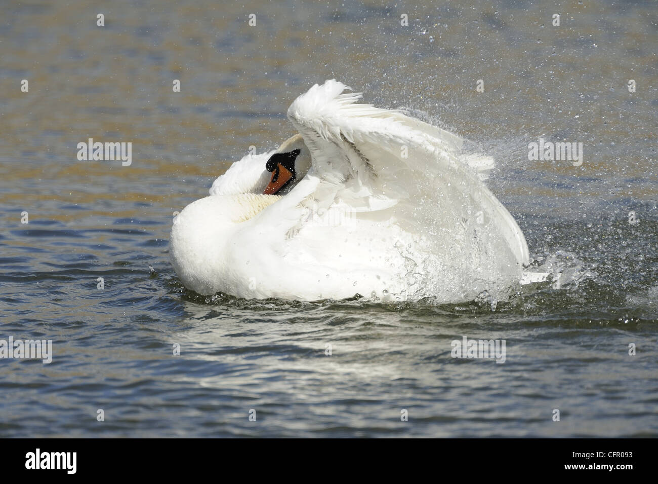 A swan splashing water over itself as it washes Stock Photo - Alamy
