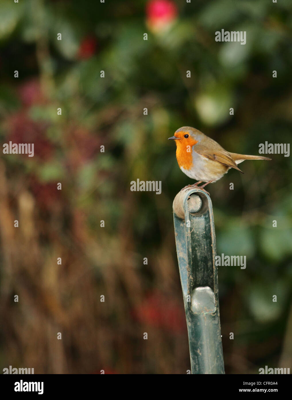 Robin on spade handle Stock Photo - Alamy