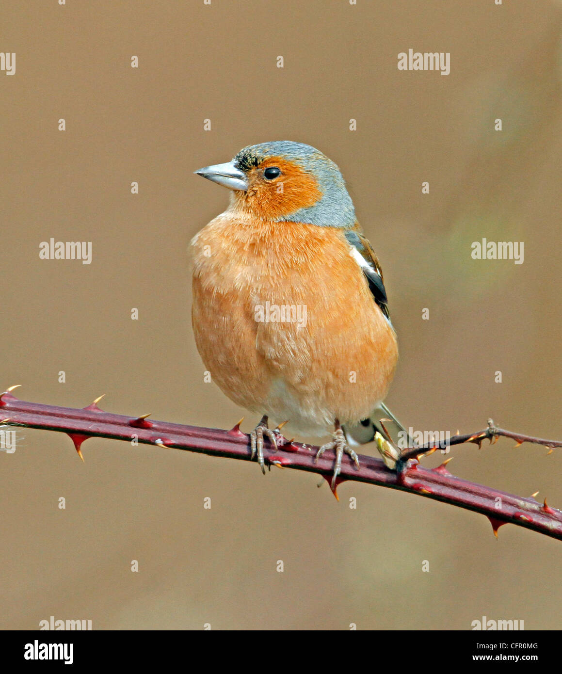Chaffinch breeding plumage hi-res stock photography and images - Alamy