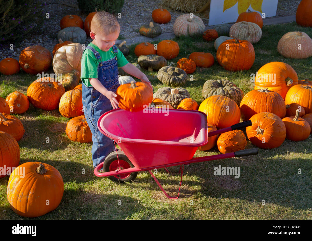 Halloween Fun at the Pumpkin Patch Stock Photo - Alamy
