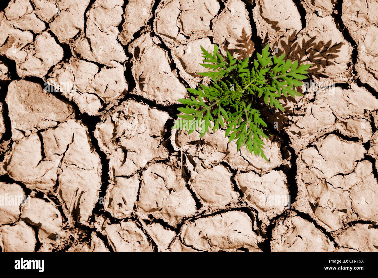 Plant Growing in Parched Soil Stock Photo - Alamy