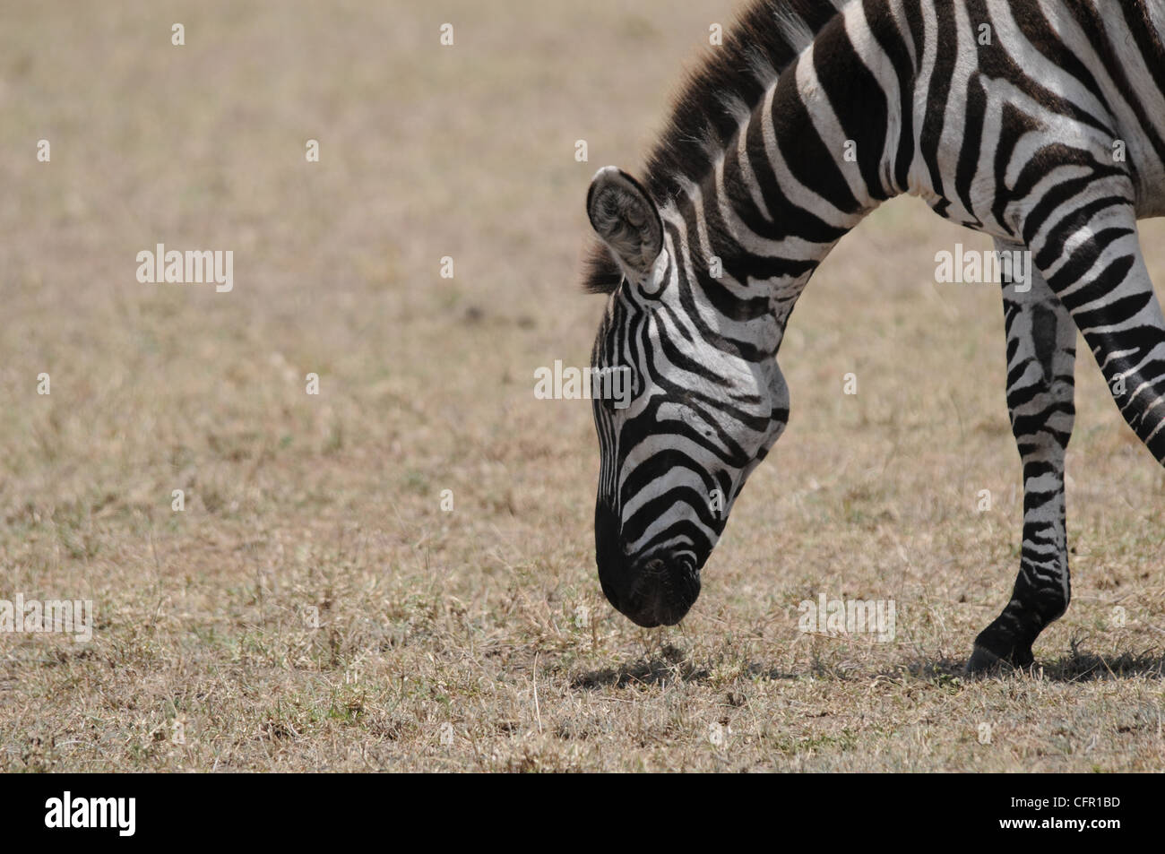 Zebra side-view head and forelegs Stock Photo - Alamy