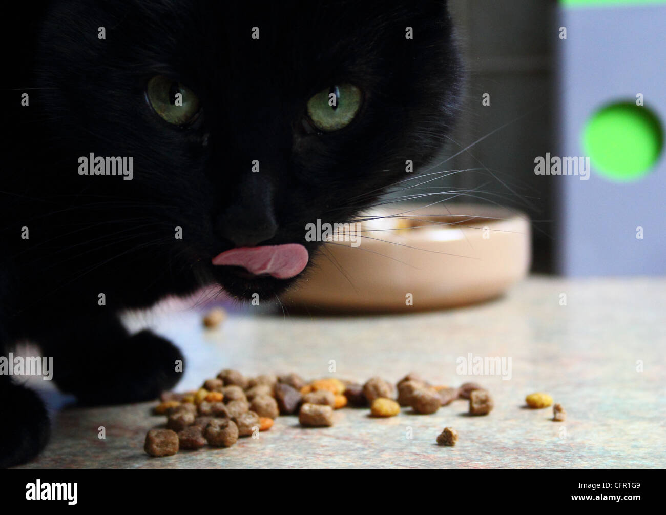 Cat with tongue enjoying food Stock Photo - Alamy