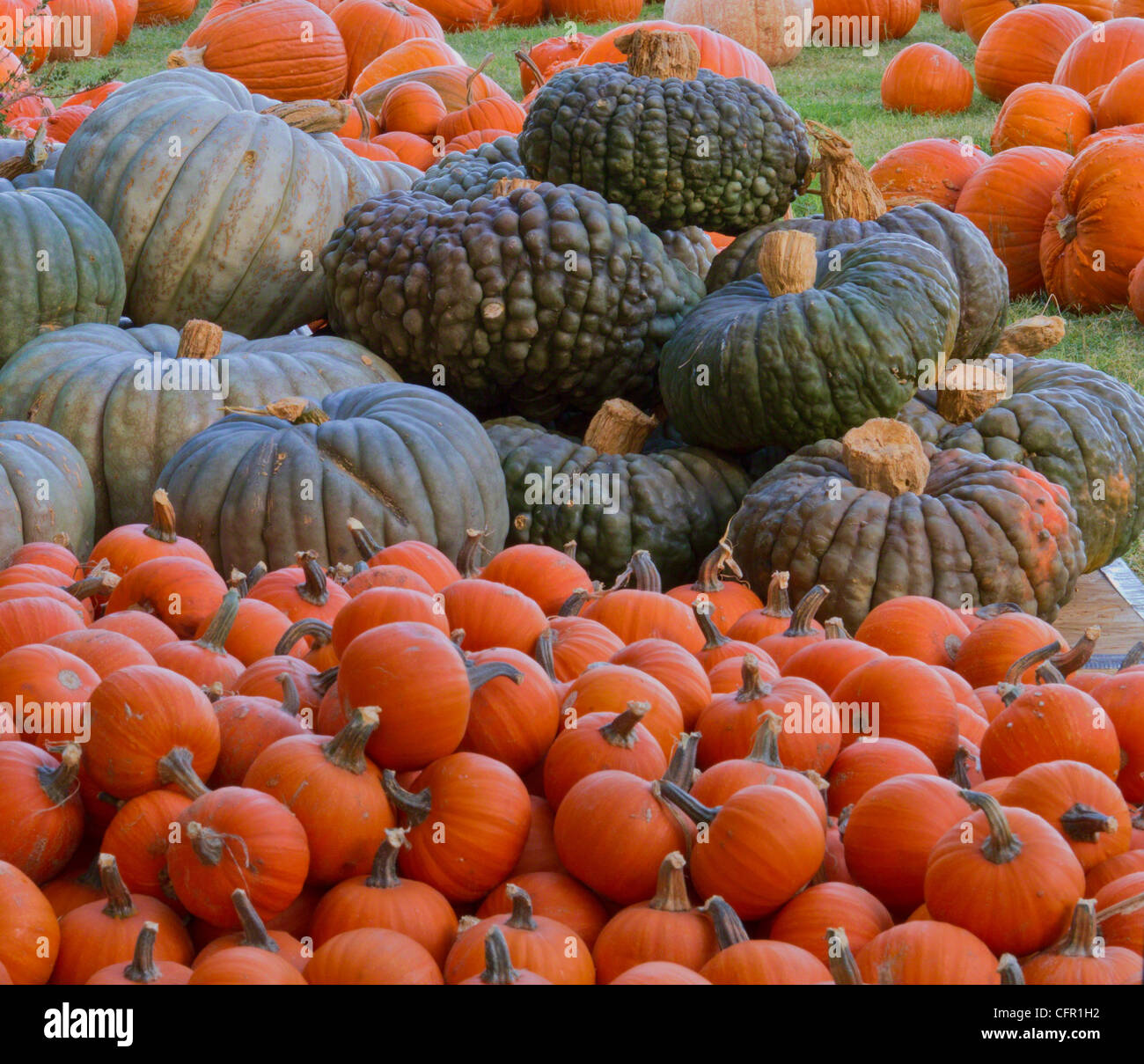 Halloween Pumpkin Patch with a variety of pumpkins Stock Photo - Alamy