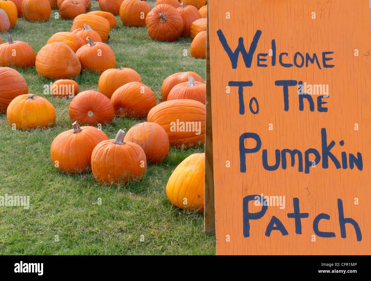 The pumpkin patch hi-res stock photography and images - Alamy