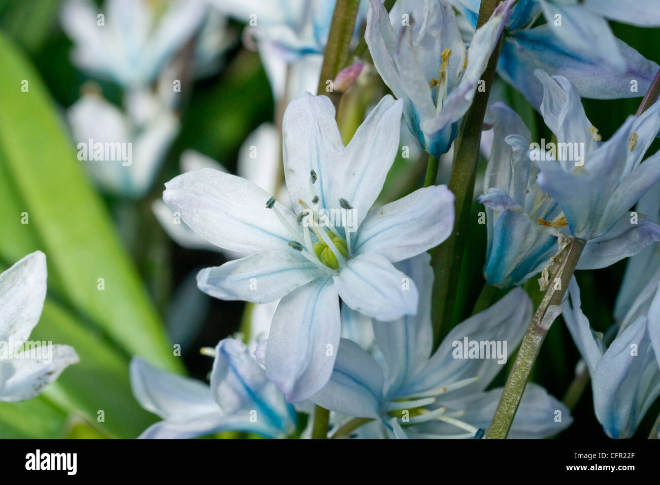 Star Hyacinth in light Blue Stock Photo - Alamy