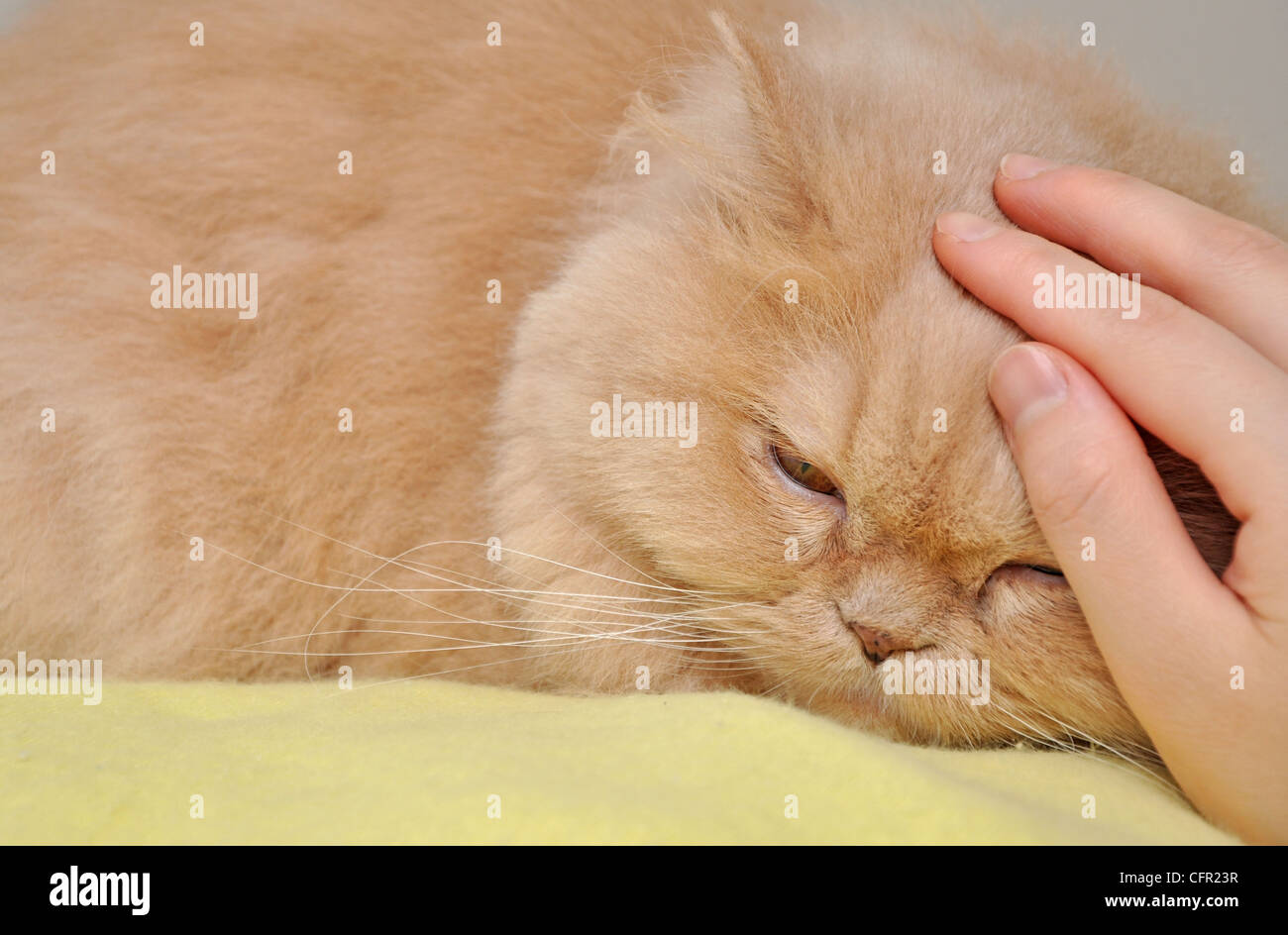 Woman touching her cat Stock Photo - Alamy