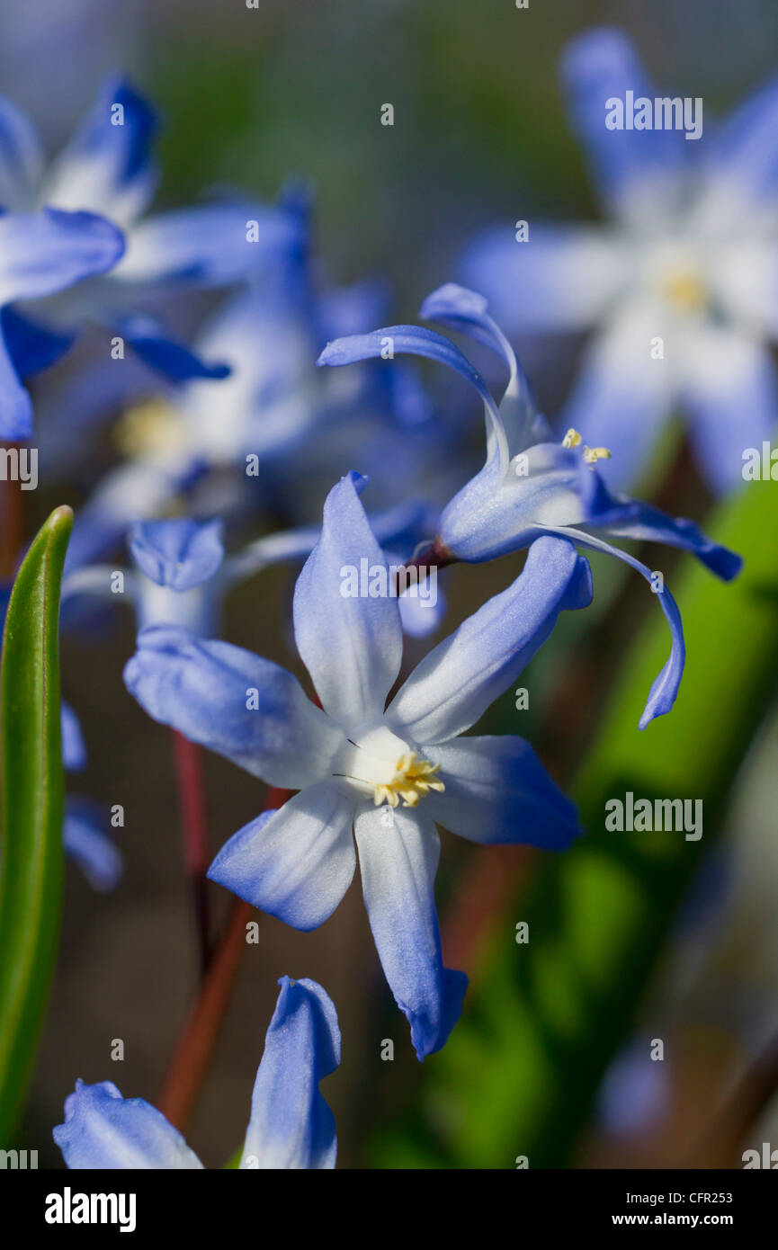 Blue Star Hyacinth flowers in Spring Stock Photo - Alamy