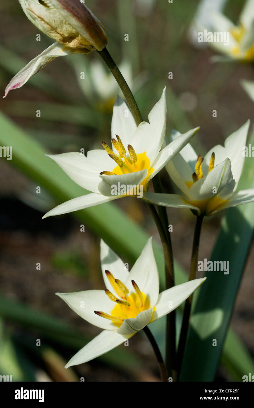 Liliaceae Tulipa humilis herb Stock Photo - Alamy