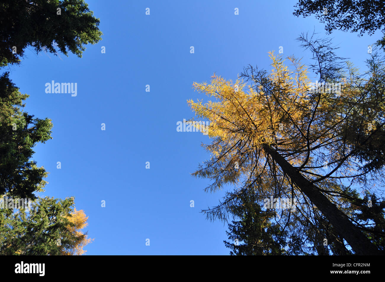 Fall larch hi-res stock photography and images - Alamy