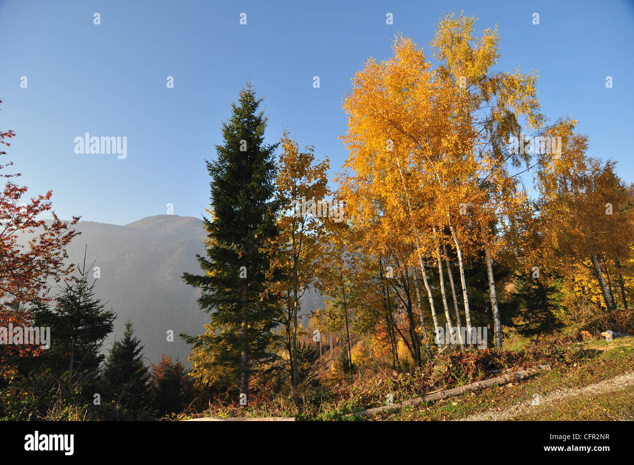 yellow trees in autumn Stock Photo - Alamy