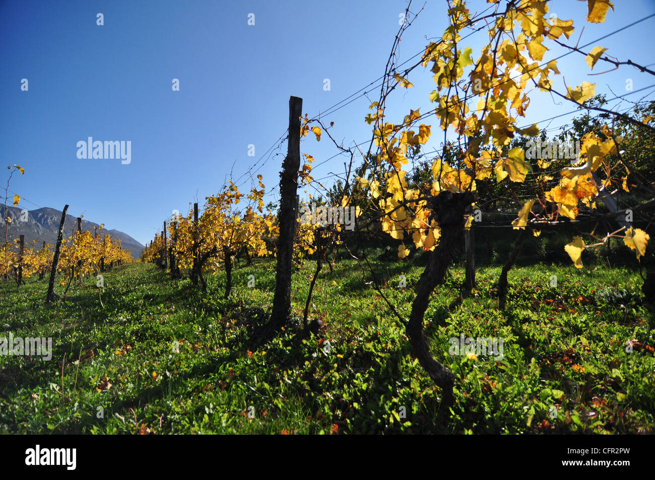 Yellow vine hi-res stock photography and images - Alamy