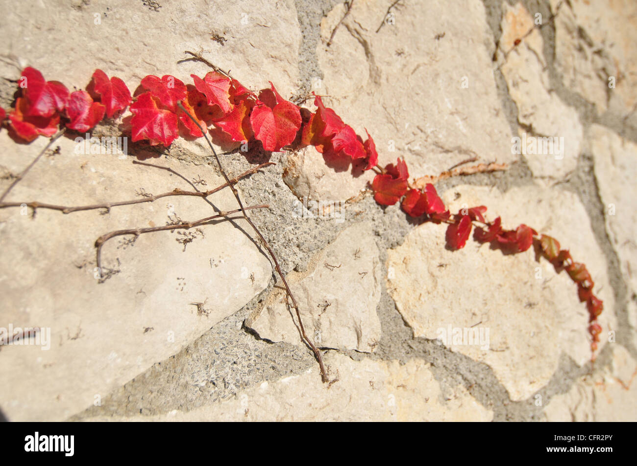 With red ivy hi-res stock photography and images - Alamy