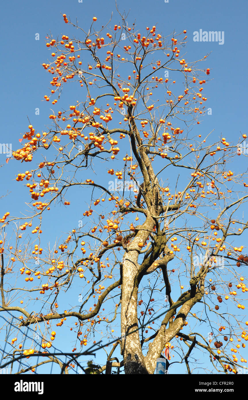 Kaki tree hi-res stock photography and images - Alamy