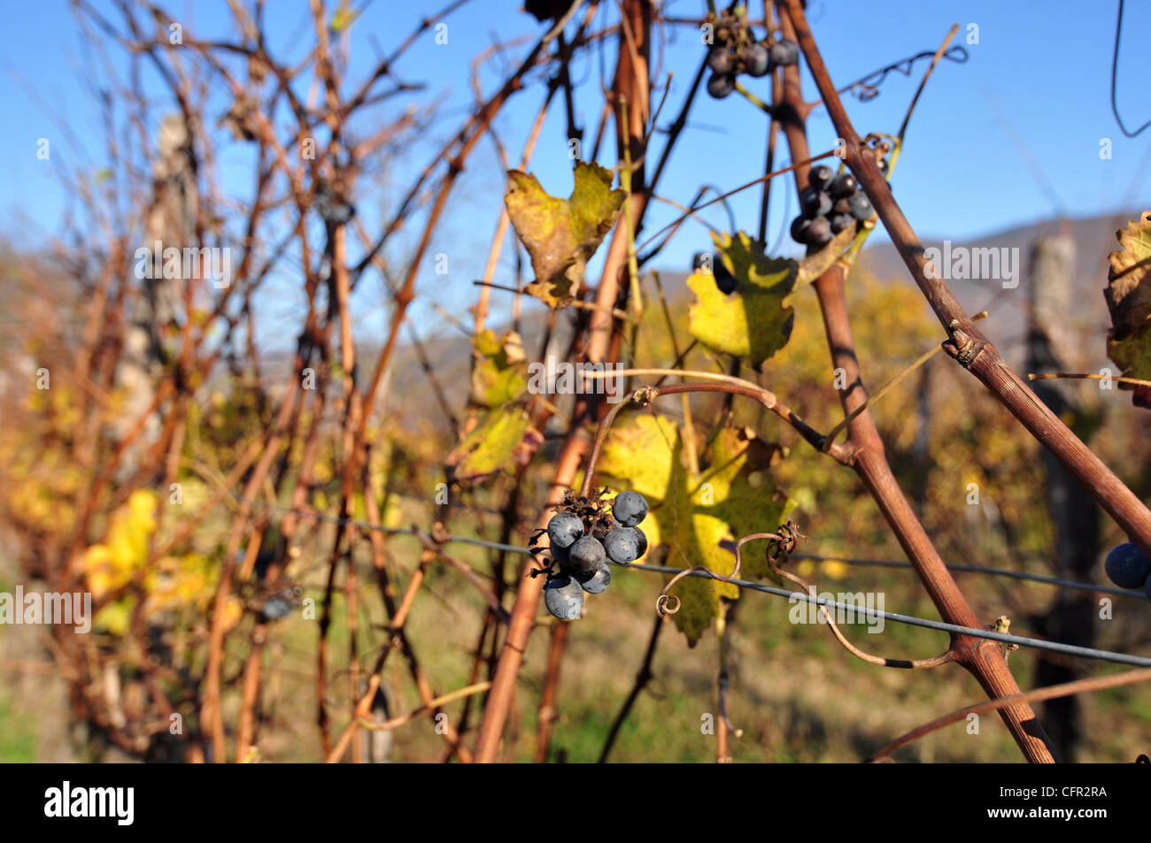 Yellow vine hi-res stock photography and images - Alamy