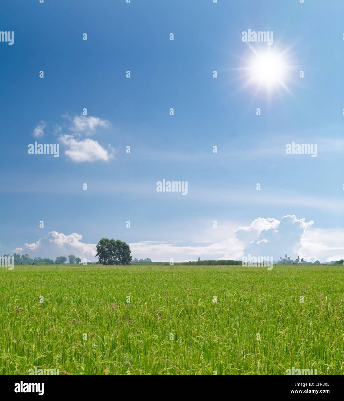 Paddy field with produce grains Stock Photo - Alamy