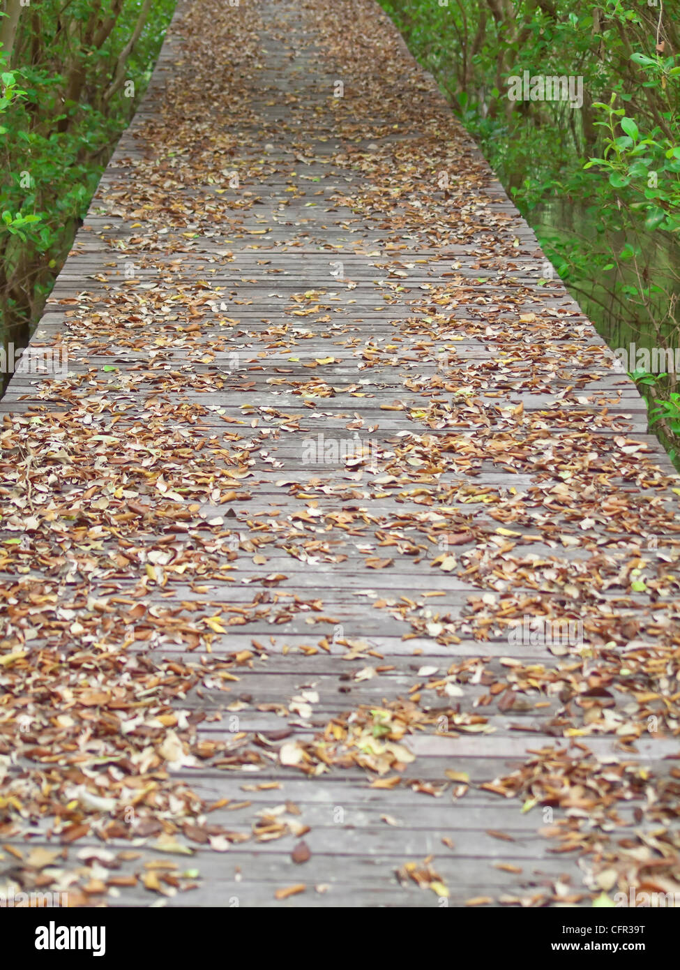 Timber pile bridge hi-res stock photography and images - Alamy