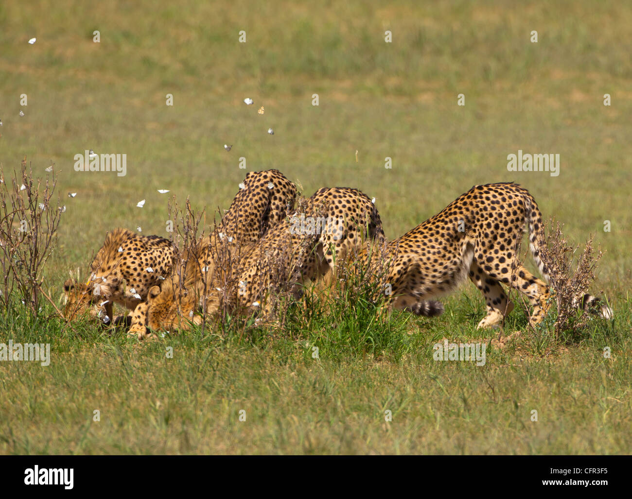 cheetah group drinking Stock Photo - Alamy