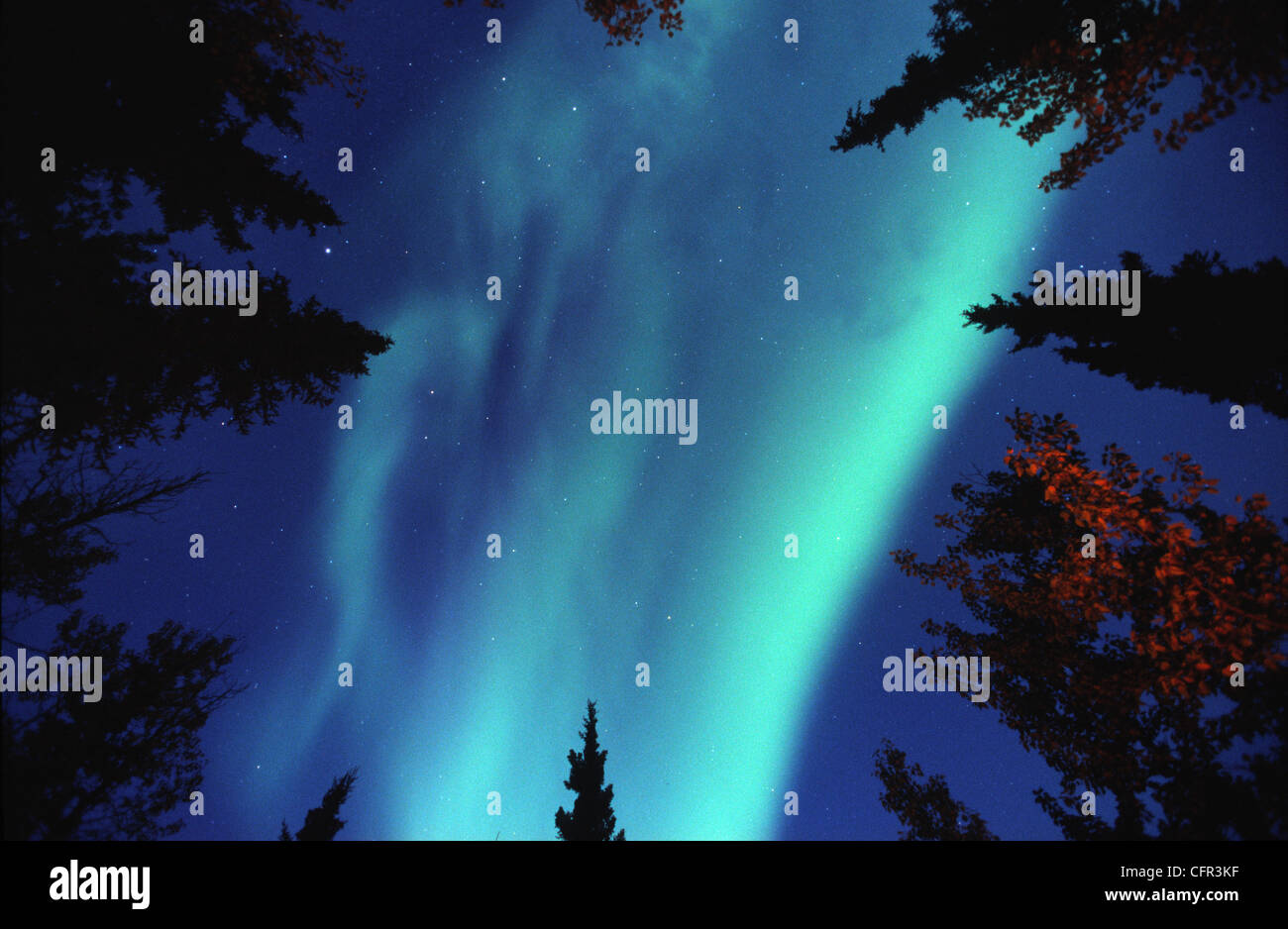 Northern Lights between Trees, Yukon Stock Photo - Alamy