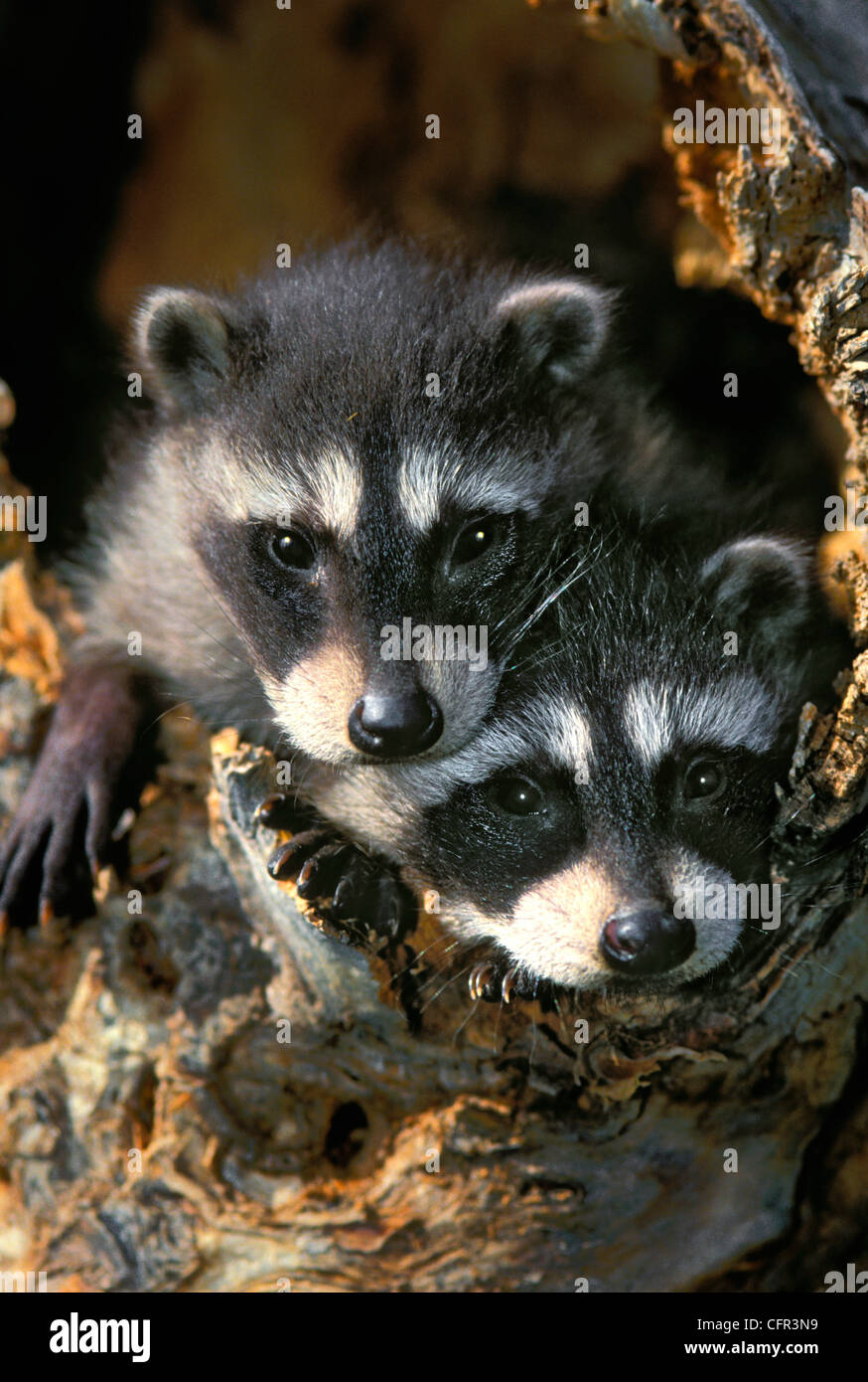 Raccoon young (Procyon lotor) in tree hollow. Spring. Rocky Mountains ...
