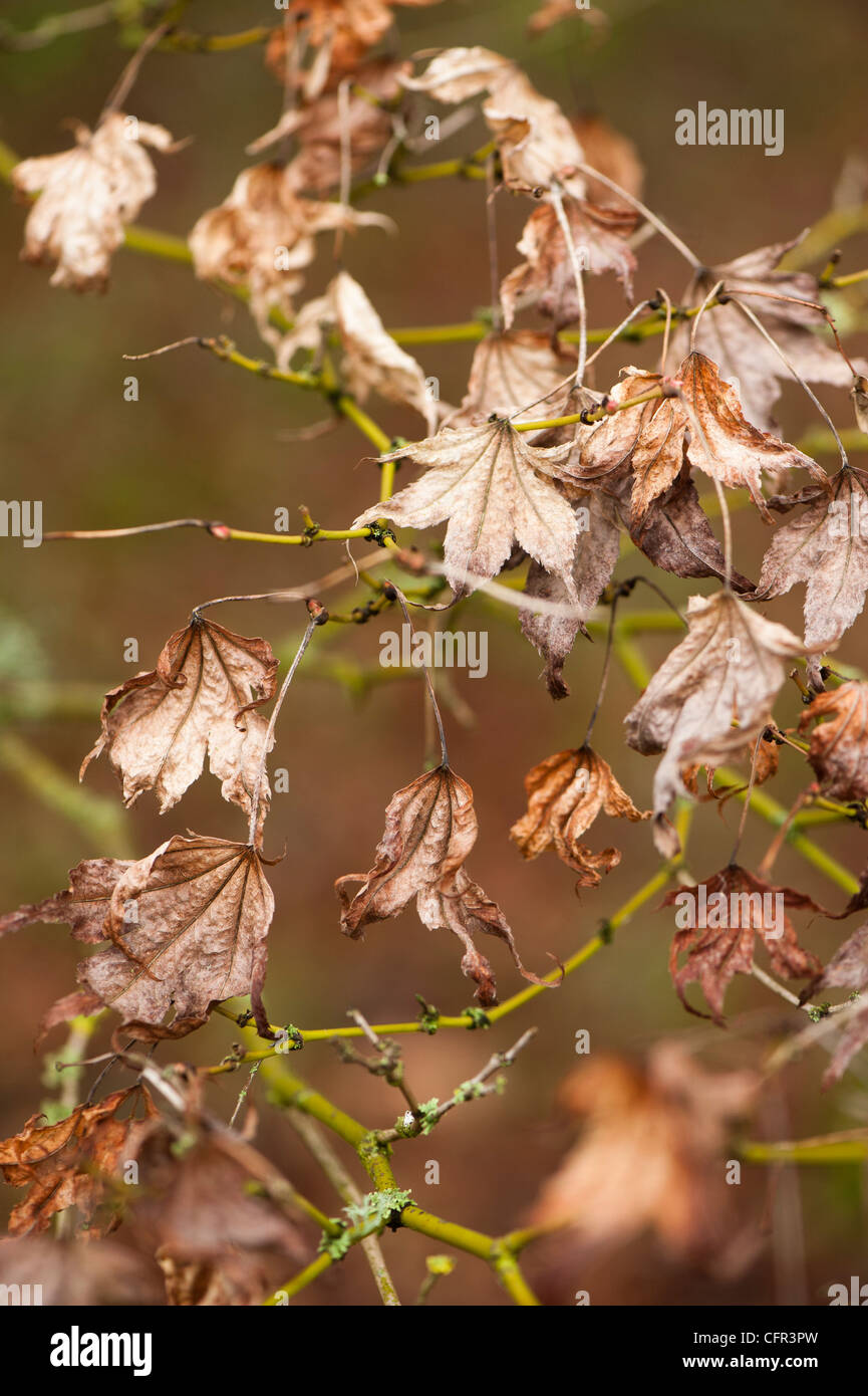 Acer palmatum matsumurae japanese maple hi-res stock photography and ...