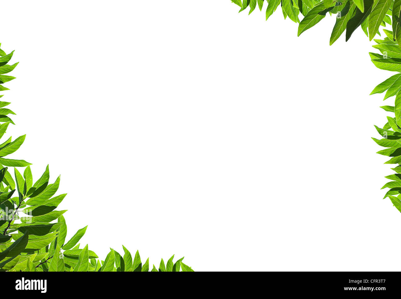 Natural green leaf frame Stock Photo - Alamy