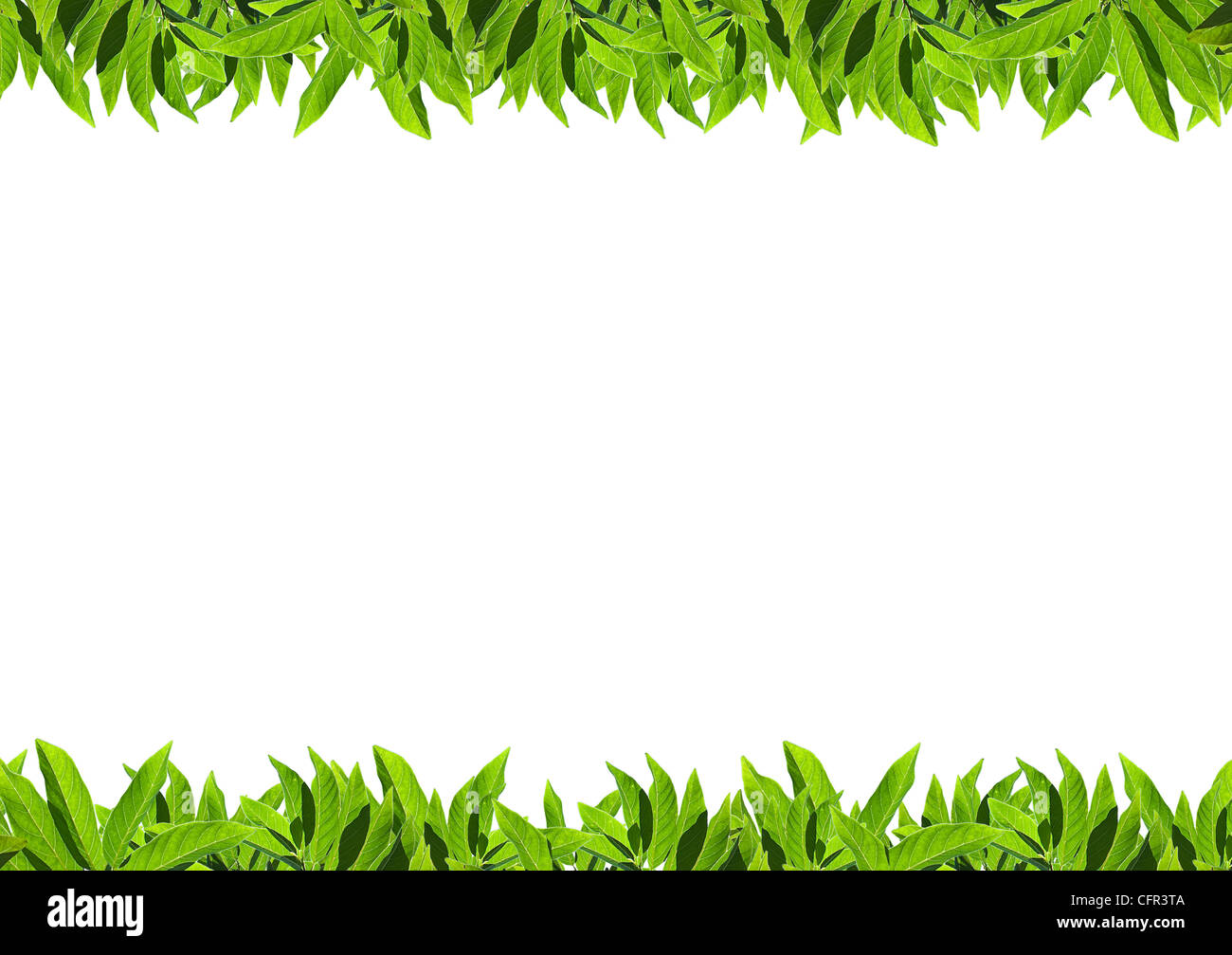 Natural green leaf frame Stock Photo - Alamy