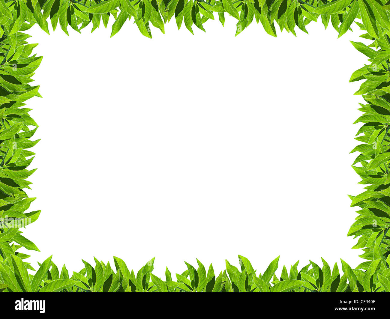 Natural green leaf frame Stock Photo - Alamy
