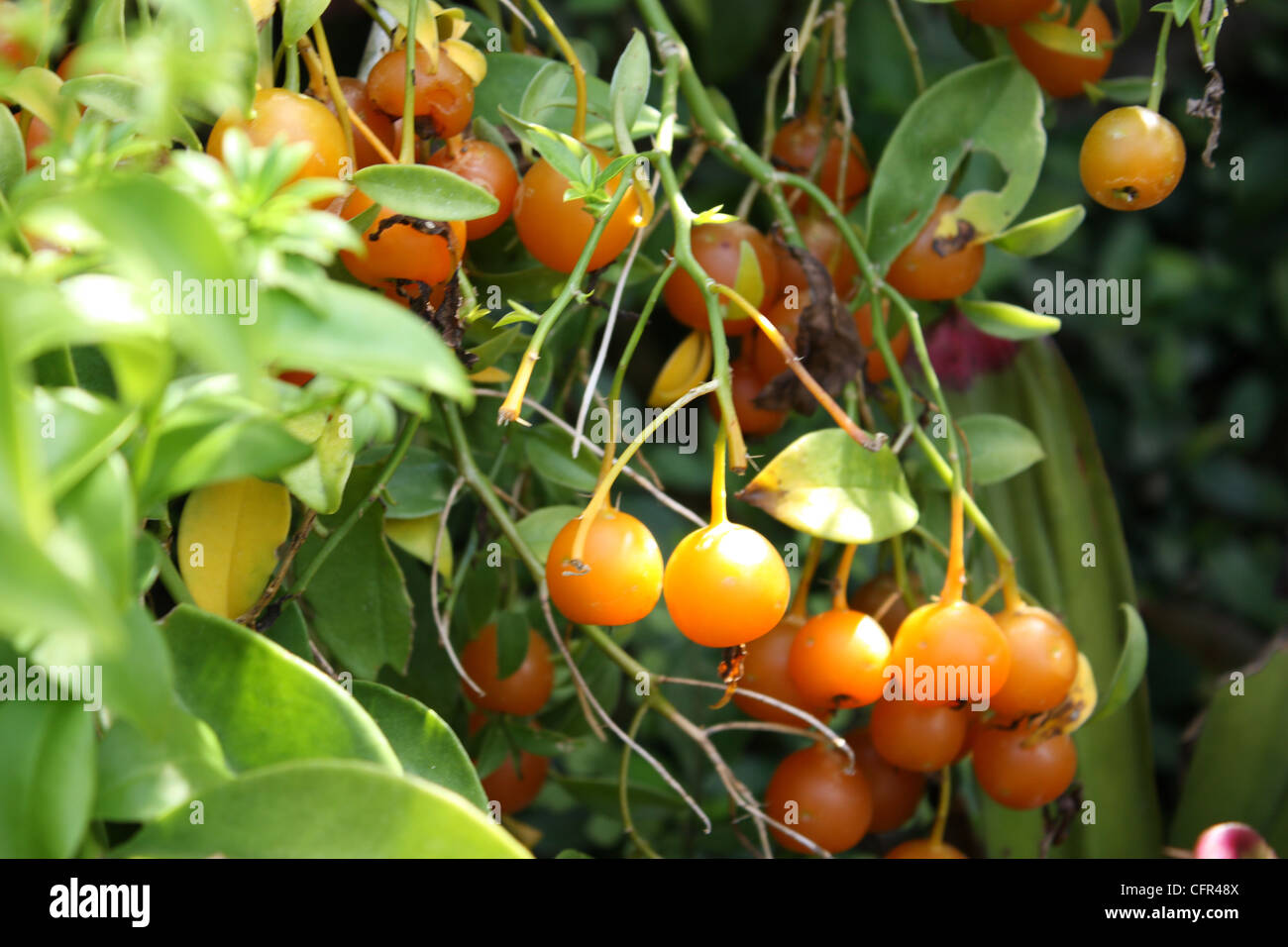 The Barbados Gooseberry Stock Photo - Alamy
