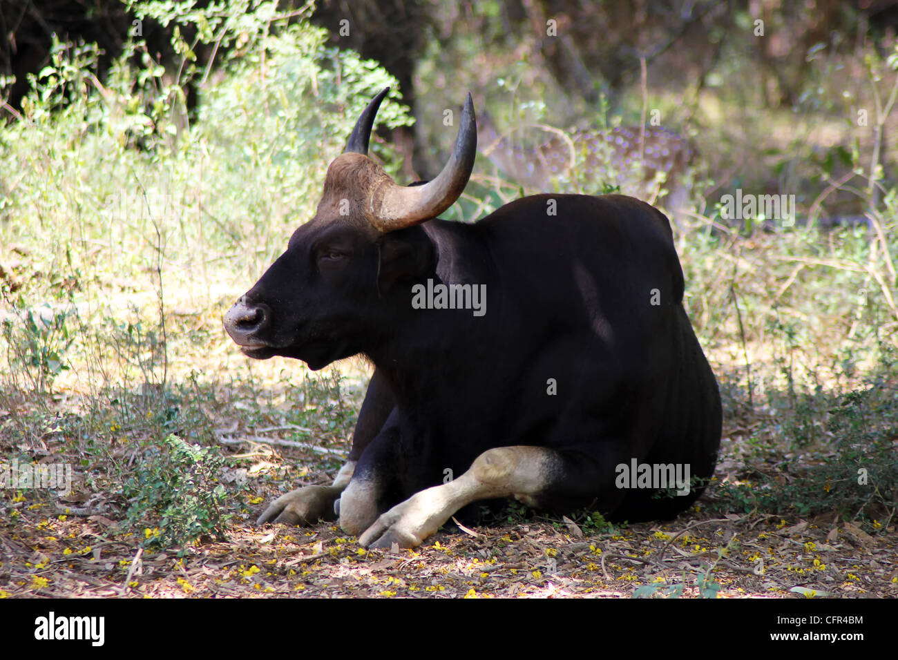 Gaur or Indian Bison, Bos gaurus (previously Bibos gauris), Bovinae ...
