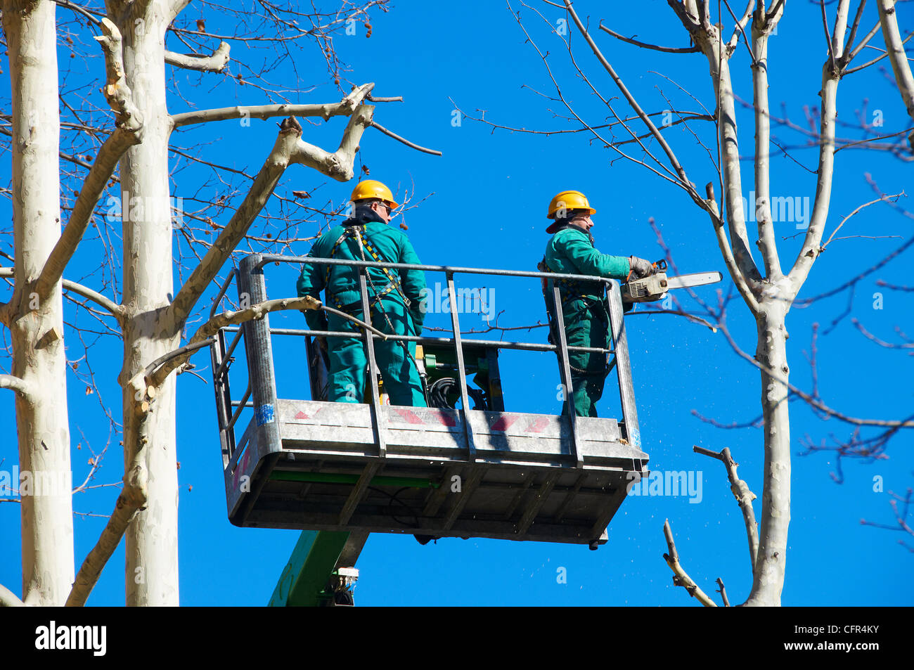 men pruning with a chainsaw Stock Photo - Alamy