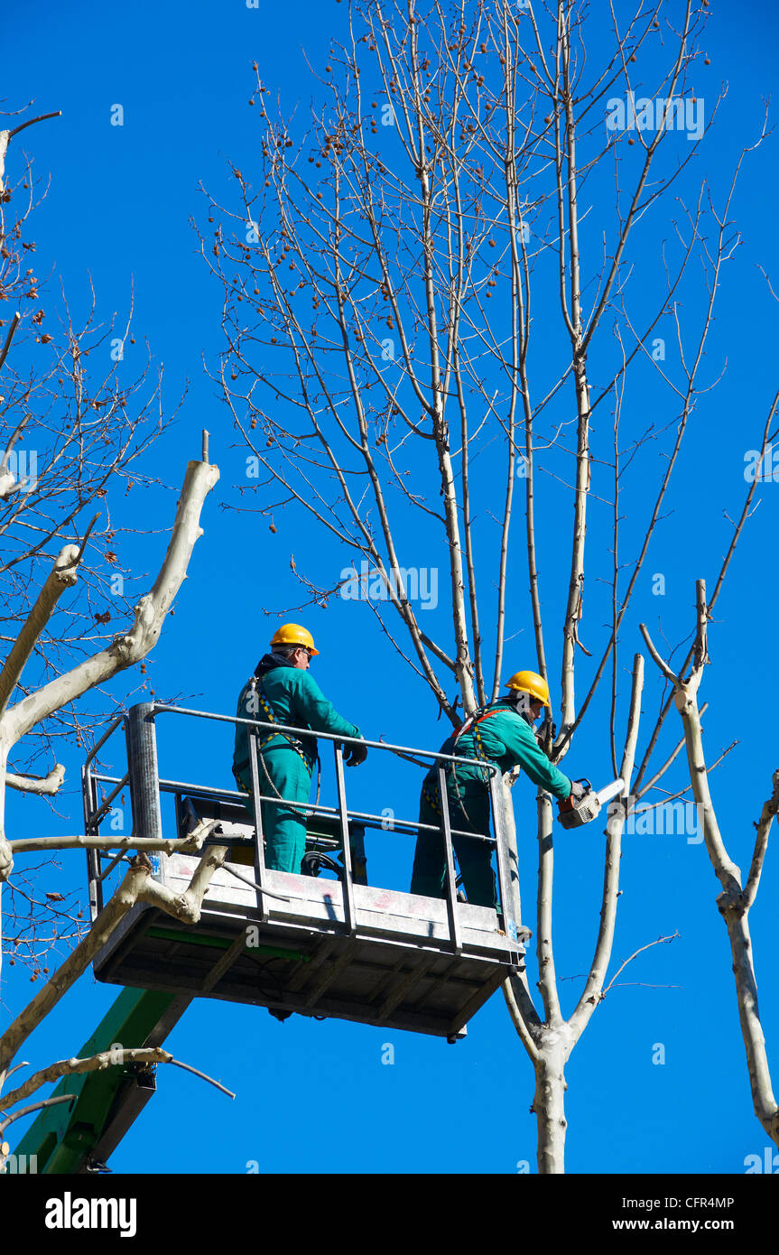men pruning with a chainsaw Stock Photo - Alamy